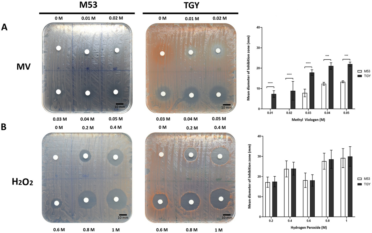 Frontiers | Unraveling the multifaceted resilience of arsenic resistant ...