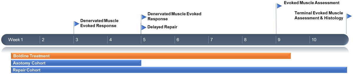Frontiers | Orally administered boldine reduces muscle atrophy and ...