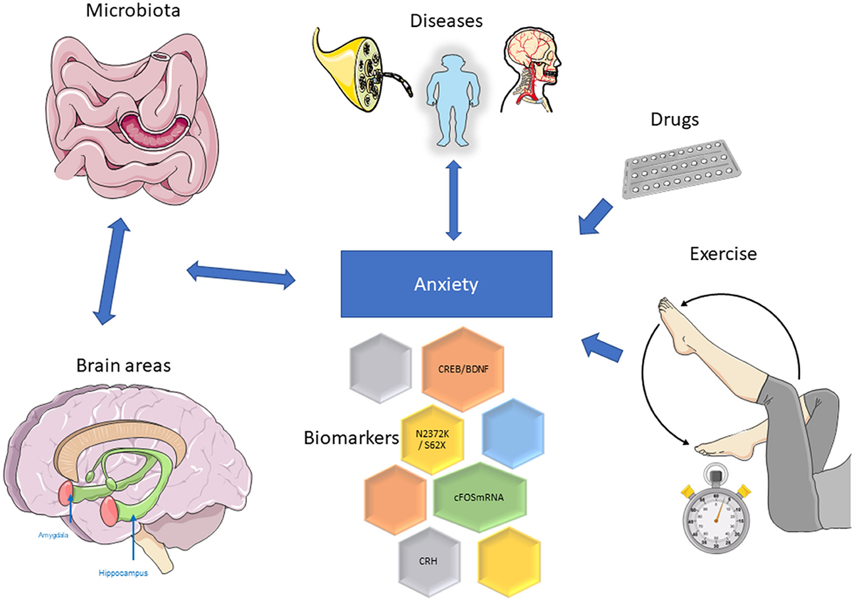 Frontiers | Editorial: Neuroplasticity in cognitive and psychological ...