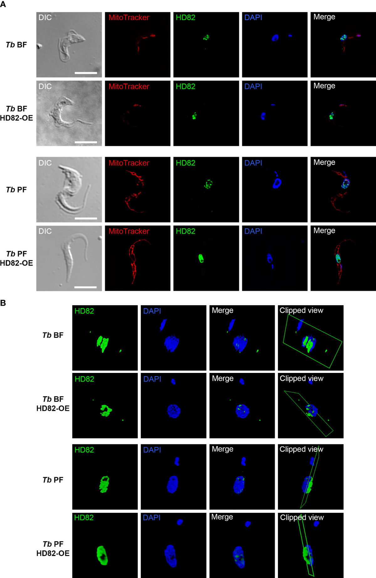 Frontiers | A nuclear orthologue of the dNTP triphosphohydrolase SAMHD1 ...