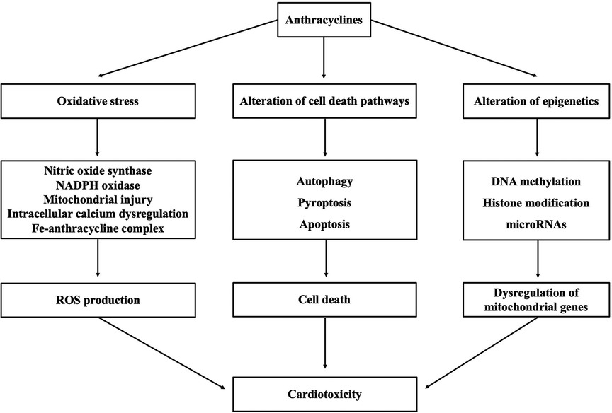 Frontiers | Anthracycline-induced cardiotoxicity: mechanisms ...