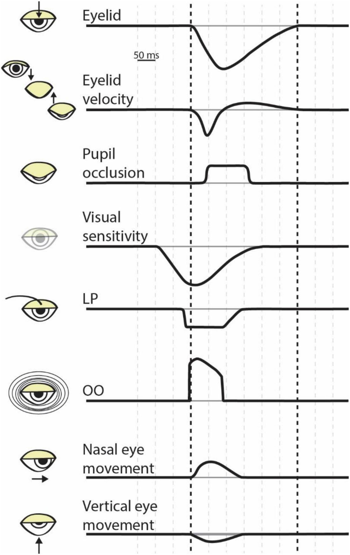 Frontiers | The perceptual consequences and neurophysiology of eye blinks
