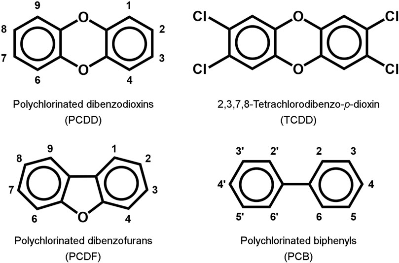 Frontiers | Development of skin diseases following systemic exposure ...