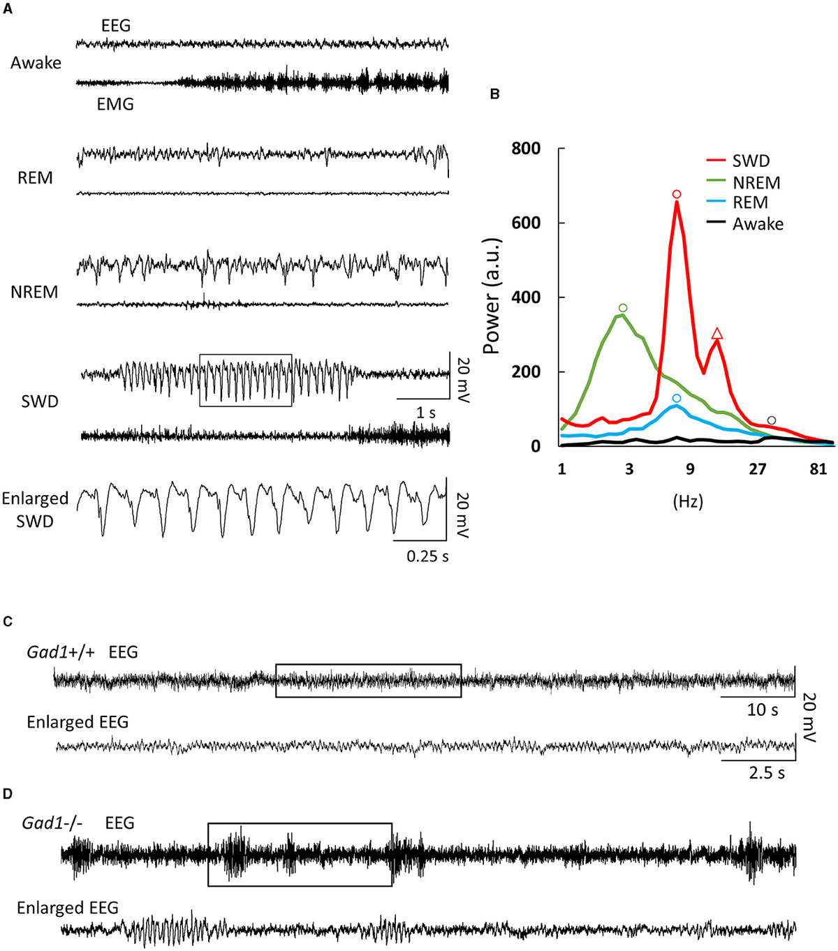 Frontiers | Gad1 knock-out rats exhibit abundant spike-wave discharges ...