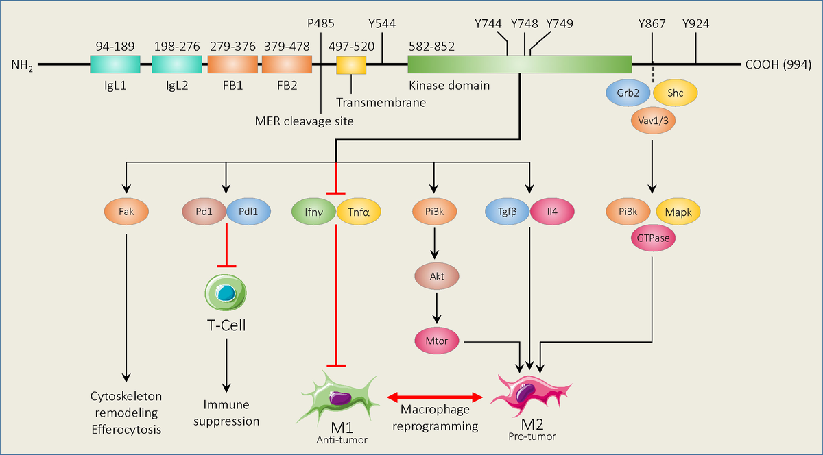 Frontiers | Structure and functions of Mer, an innate immune checkpoint