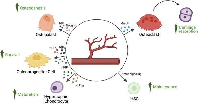 Frontiers | Bone angiocrine factors