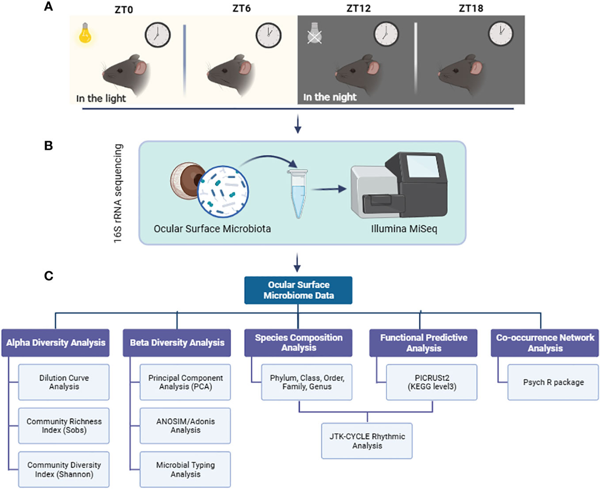 Frontiers | Temporal dynamics and composition of ocular surface microbiota in C57BL/6J mice ...