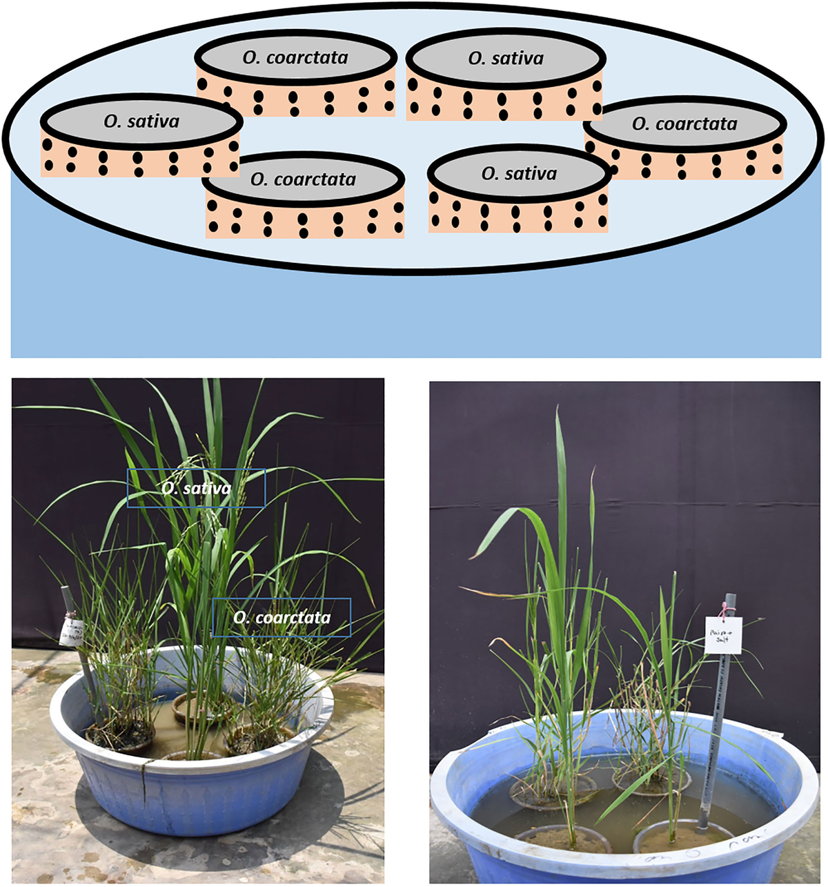 Frontiers | Paired growth of cultivated and halophytic wild rice under salt stress induces ...