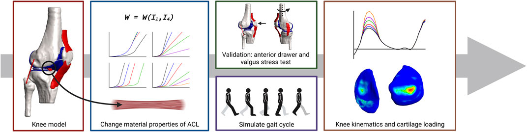 Frontiers | Knee instability caused by altered graft mechanical ...
