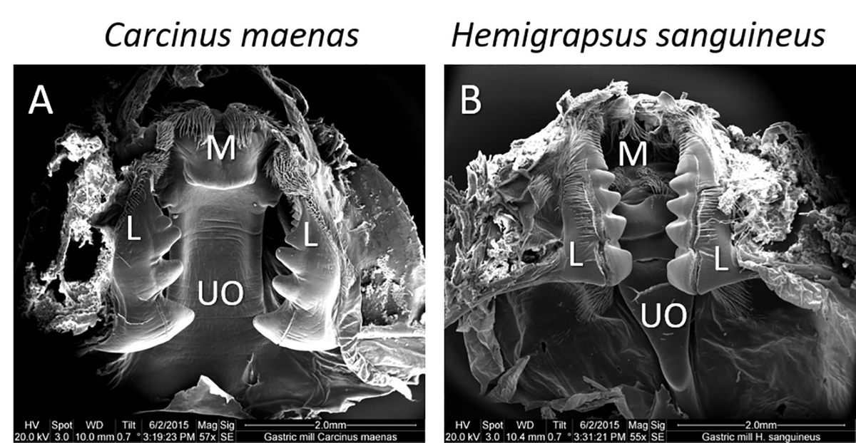 Frontiers | Trophic ecophysiology of the native green shore crab ...