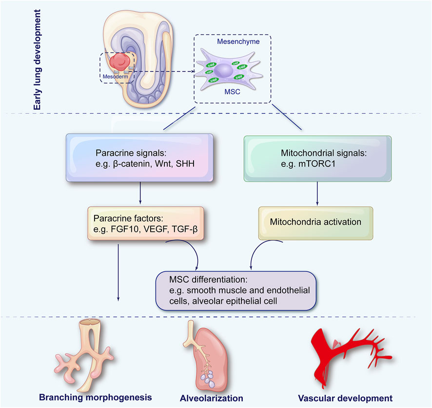 Frontiers | Mesenchymal stromal/stem cells and bronchopulmonary dysplasia