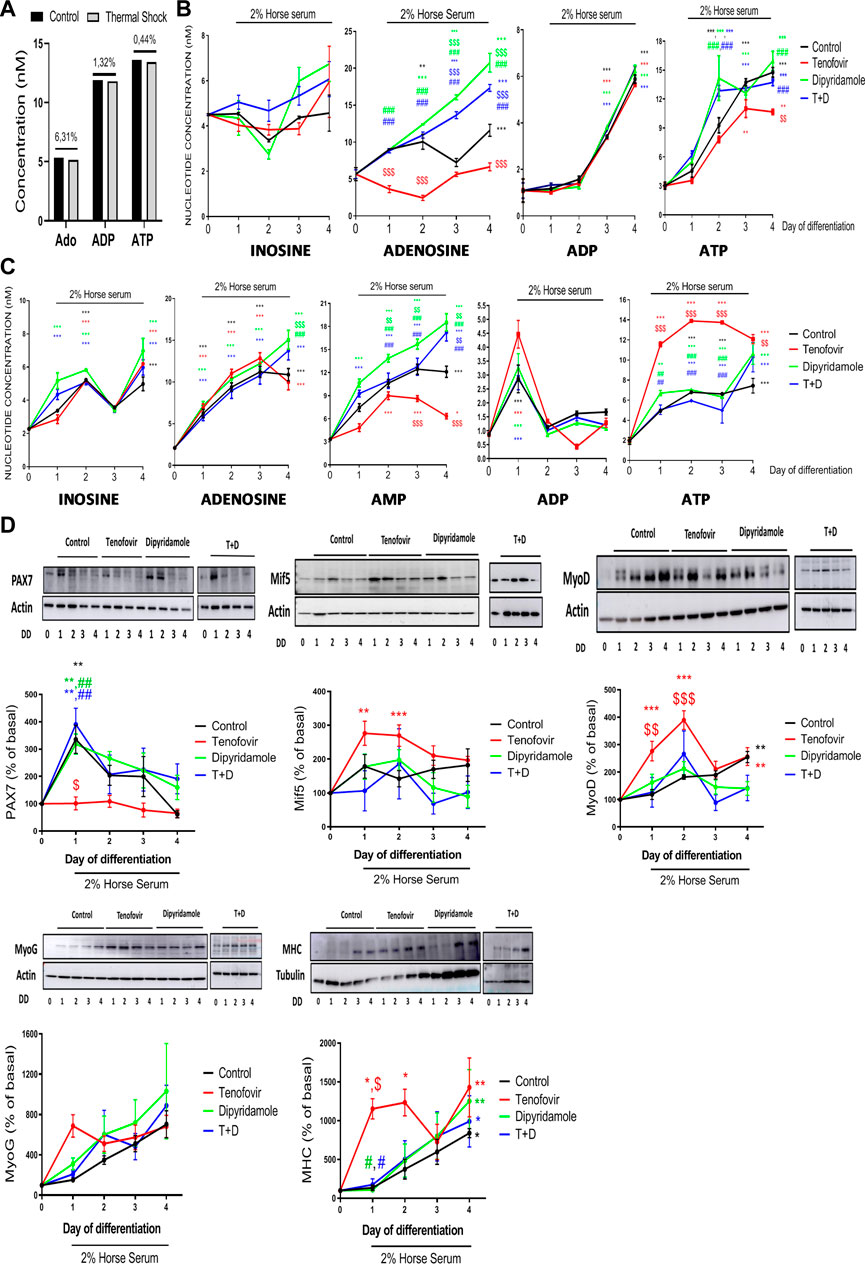 Frontiers | Dipyridamole activates adenosine A2B receptor and AMPK/cAMP ...