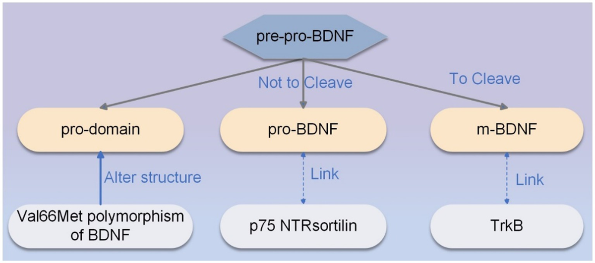 Frontiers | Effect of acupuncture on BDNF signaling pathways in several ...