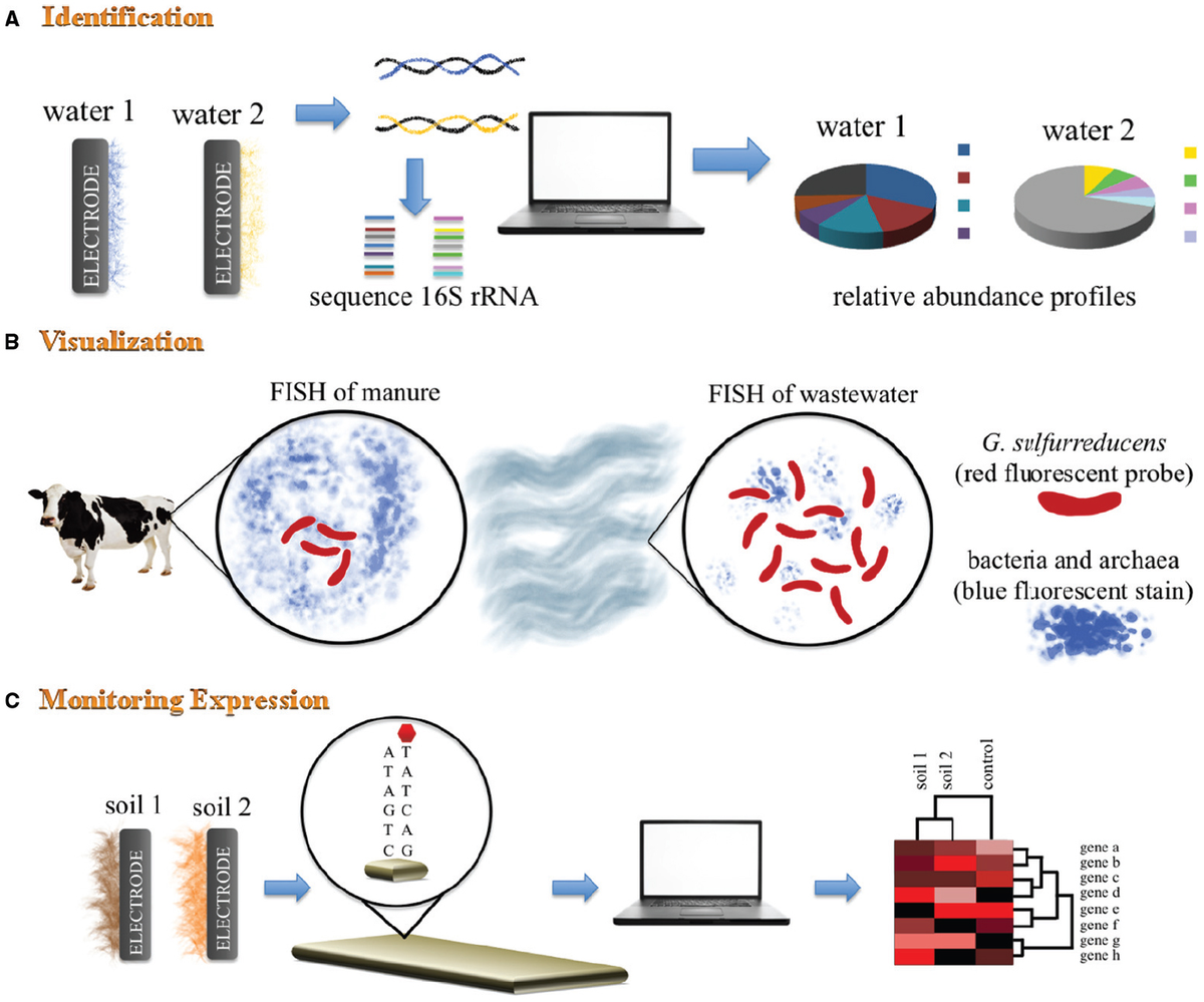 Frontiers | Investigating microbial activities of electrode-associated ...