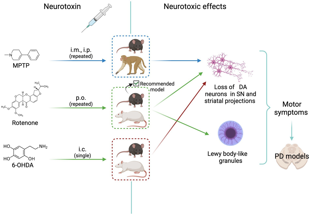 Frontiers | New insights in animal models of neurotoxicity-induced ...