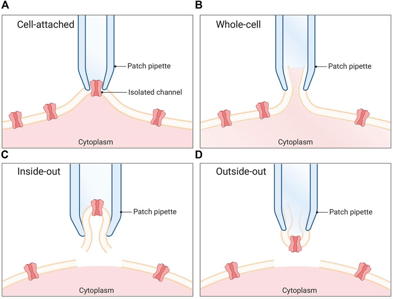 Frontiers | From squid giant axon to automated patch-clamp ...