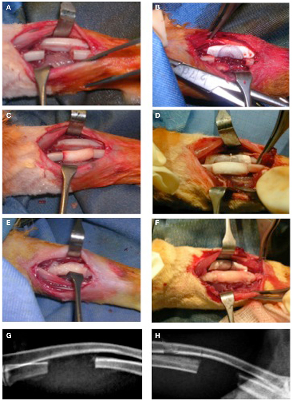 Frontiers | A Modified Rabbit Ulna Defect Model for Evaluating ...