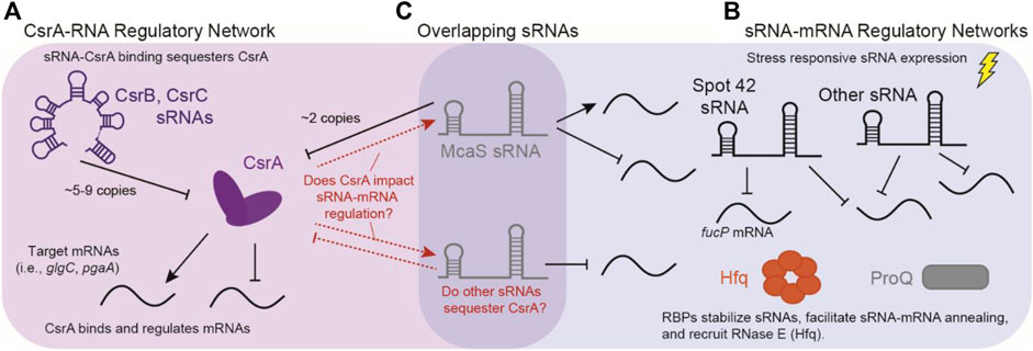 Frontiers | CsrA selectively modulates sRNA-mRNA regulator outcomes