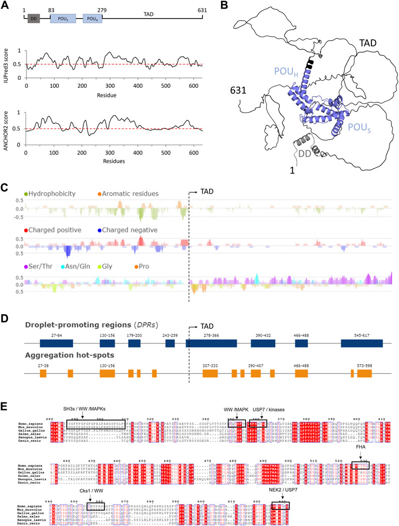Frontiers | Structural properties of the HNF-1A transactivation domain