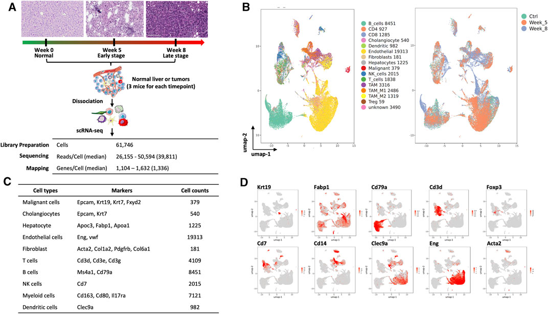 Frontiers | Single-cell RNA sequencing reveals cancer stem-like cells ...