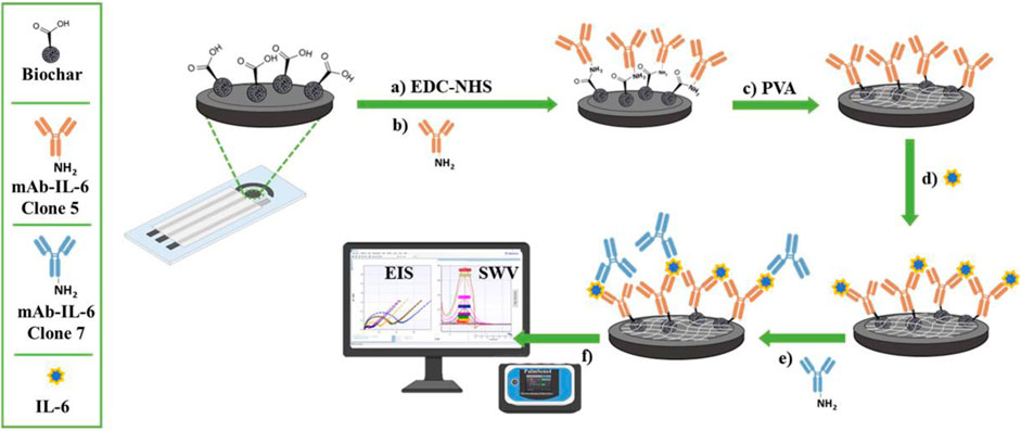 Frontiers | Label-free electrochemical immunosensor as a reliable point ...