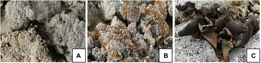 Frontiers | Antioxidant and antidiabetic activity and phytoconstituents ...