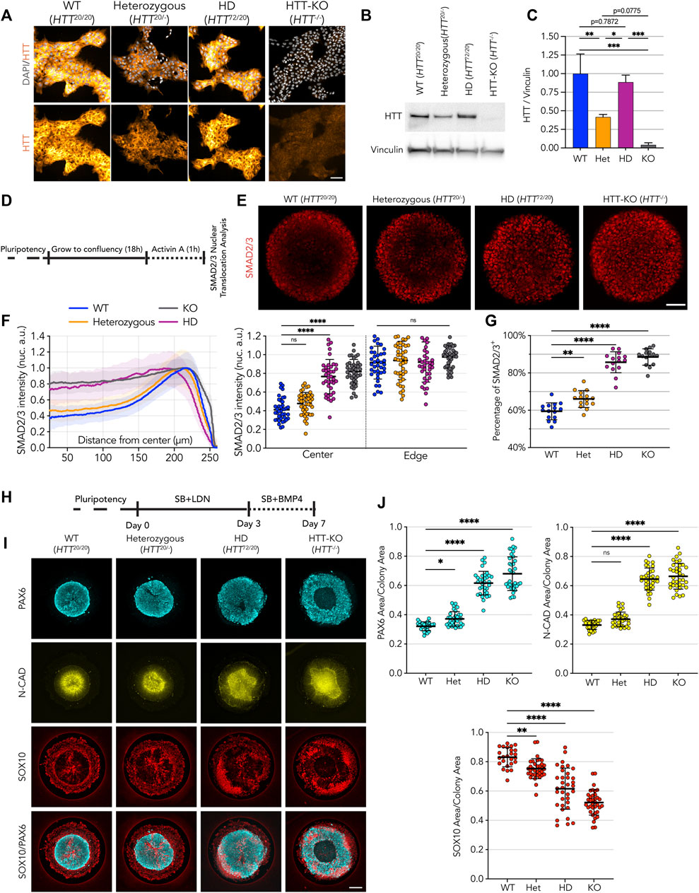 Frontiers | Huntingtin CAG-expansion mutation results in a dominant ...