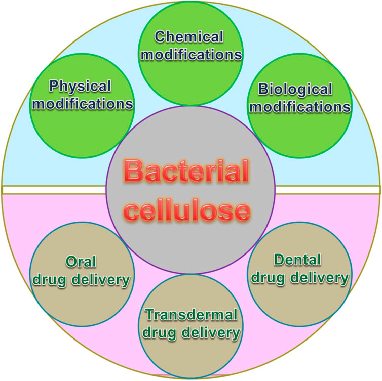 Frontiers | Advances in drug delivery applications of modified ...