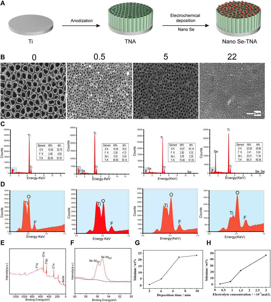 Frontiers | Nano selenium-doped TiO2 nanotube arrays on orthopedic ...