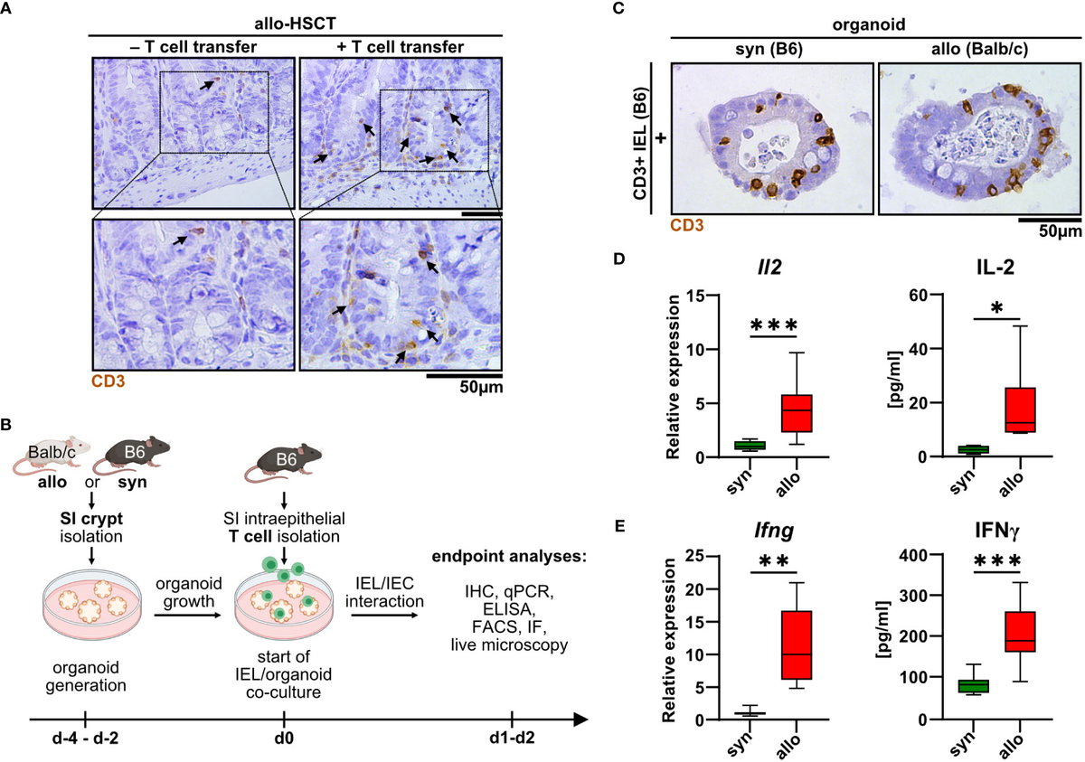 Frontiers | Novel T cell/organoid culture system allows ex vivo ...