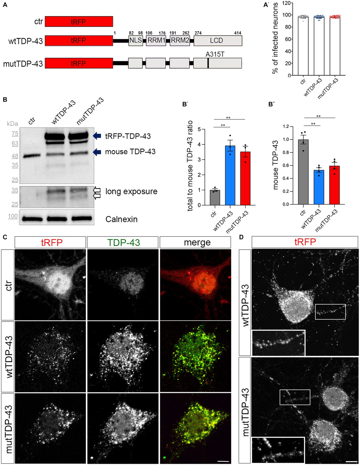 Frontiers | Neuronal models of TDP-43 proteinopathy display reduced axonal translation ...