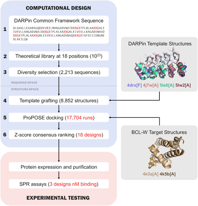 Frontiers | Exploring rigid-backbone protein docking in biologics ...