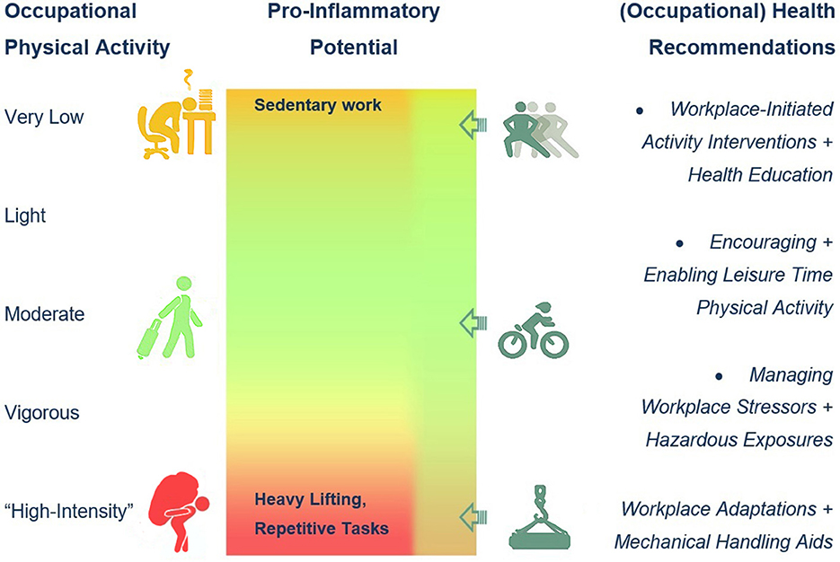 Frontiers | Occupational physical activity: the good, the bad, and the ...