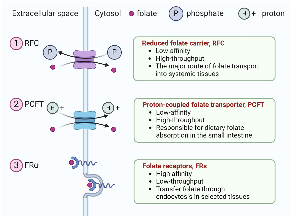Frontiers | Therapeutic strategies targeting folate receptor α for ...
