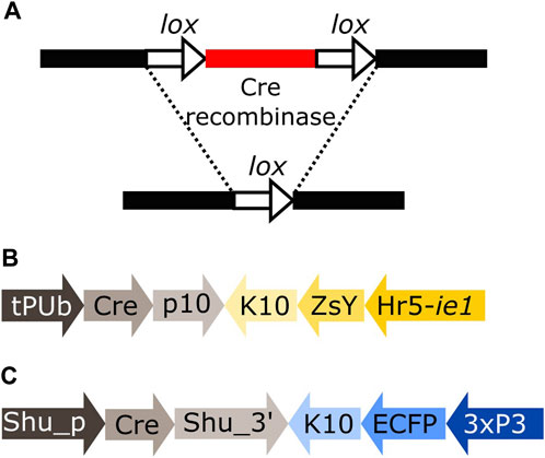 Frontiers | Optimizing CRE and PhiC31 mediated recombination in Aedes ...