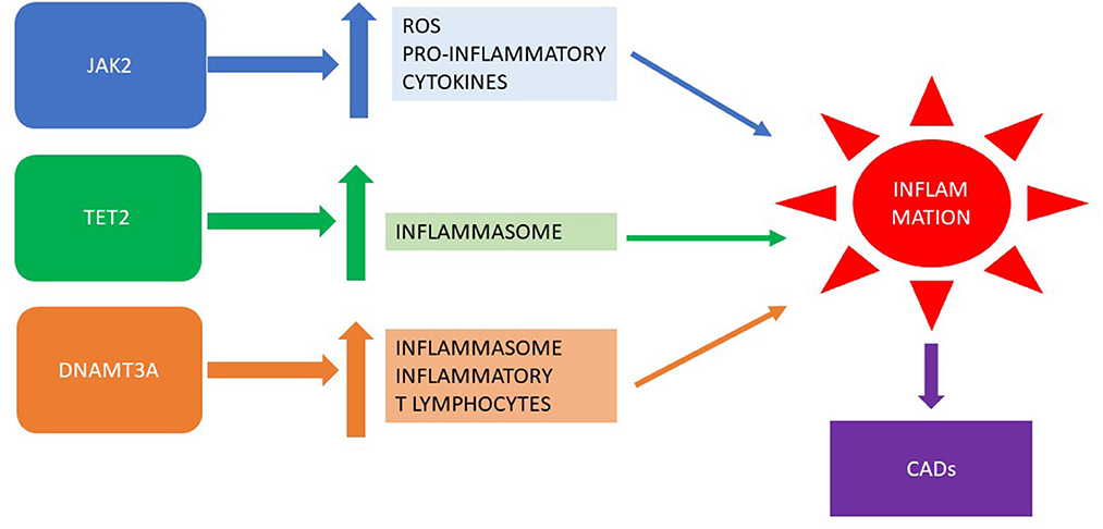 Frontiers | Philadelphia chromosome-negative myeloproliferative chronic ...