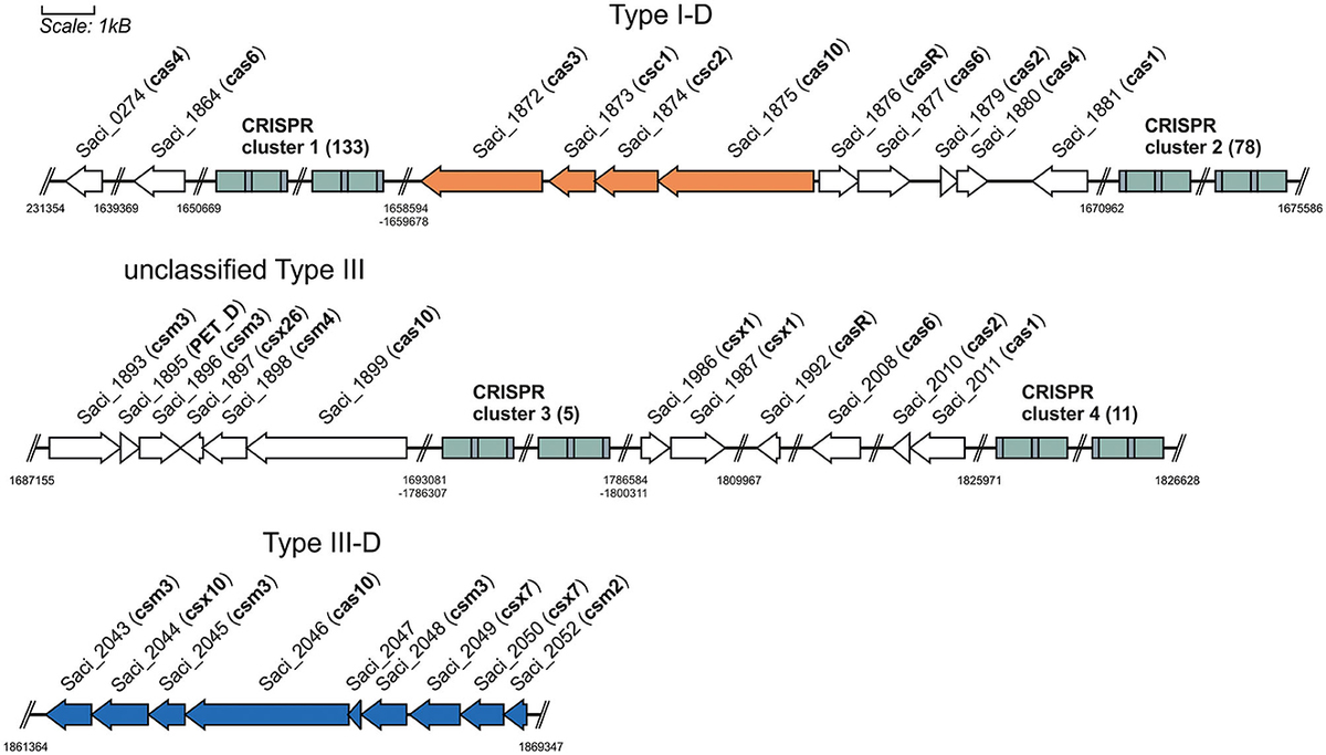 Frontiers | Application of the endogenous CRISPR-Cas type I-D system ...