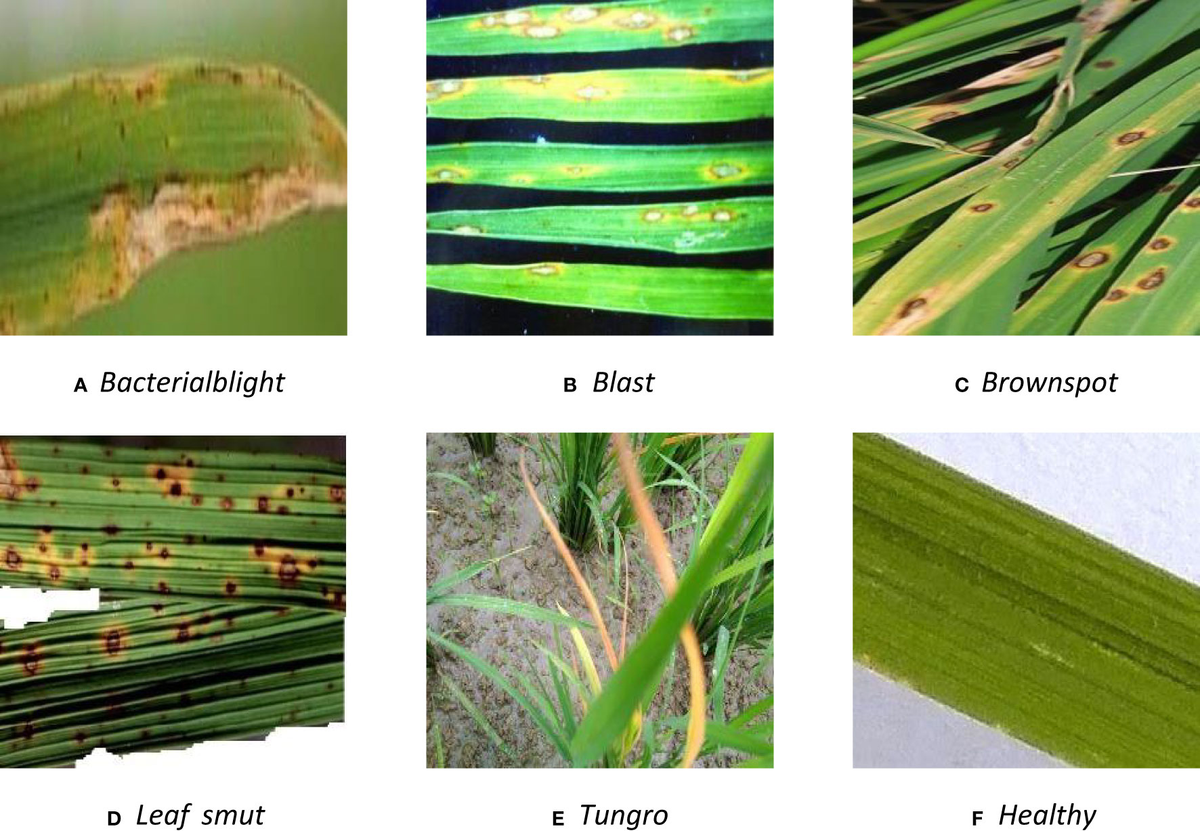 Frontiers | TRiP: a transfer learning based rice disease phenotype ...