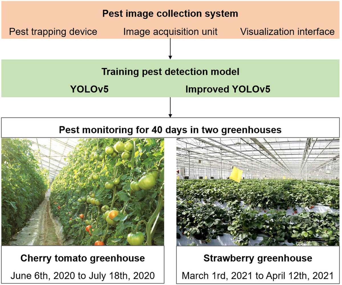 Frontiers Automatic Pest Identification System In The Greenhouse Based On Deep Learning And
