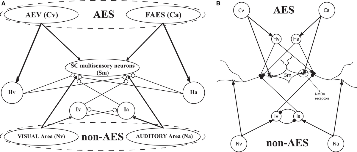 Frontiers | An emergent model of multisensory integration in superior ...