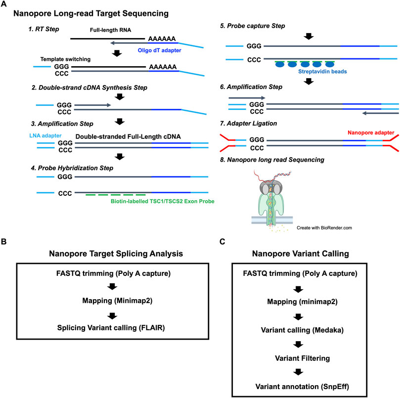 Frontiers | Target-capture full-length double-stranded cDNA long-read ...