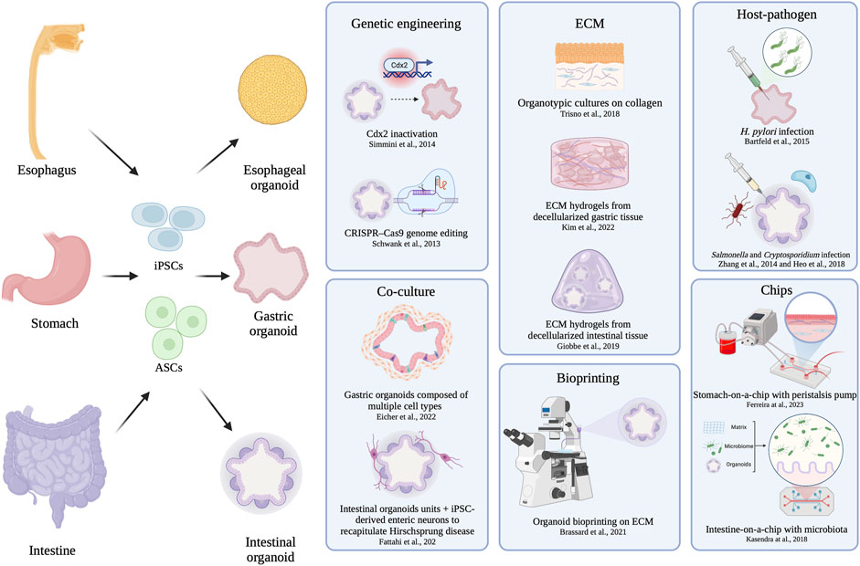 Frontiers | Human gastro-intestinal organoid engineering: a state of ...