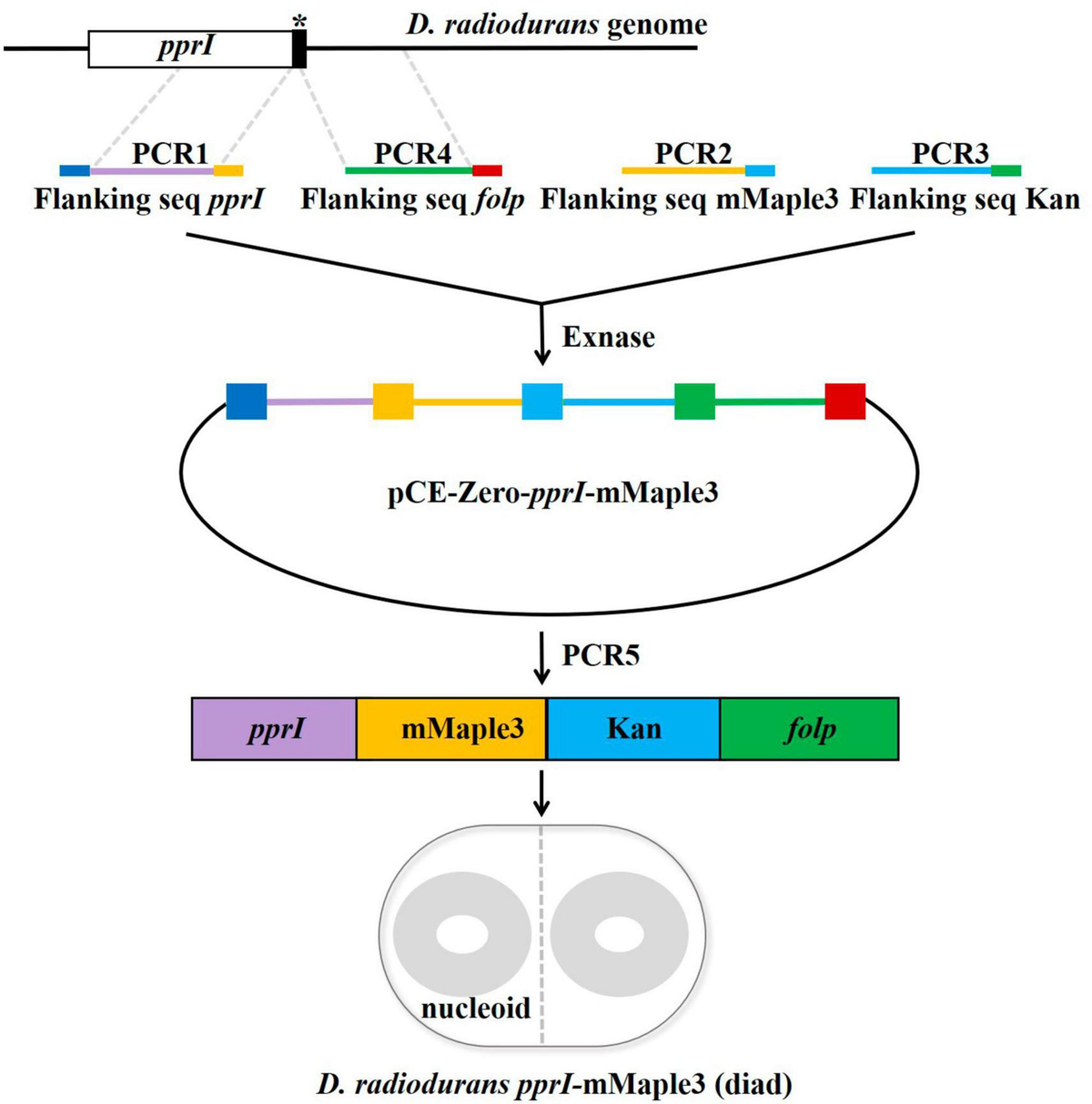 Frontiers | Single-molecule tracking of PprI in D. radiodurans without ...