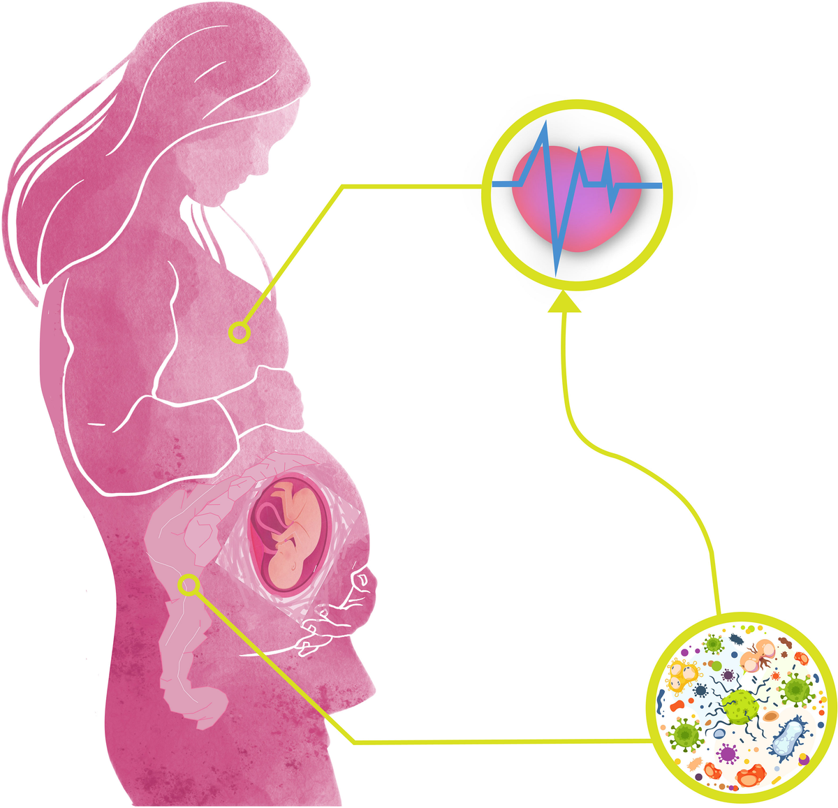 Frontiers | Research progress on the correlation between gut microbiota ...