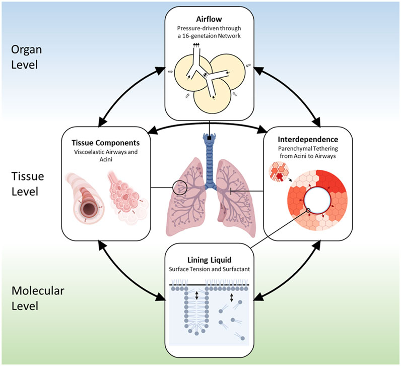 Frontiers | Full-lung simulations of mechanically ventilated lungs ...