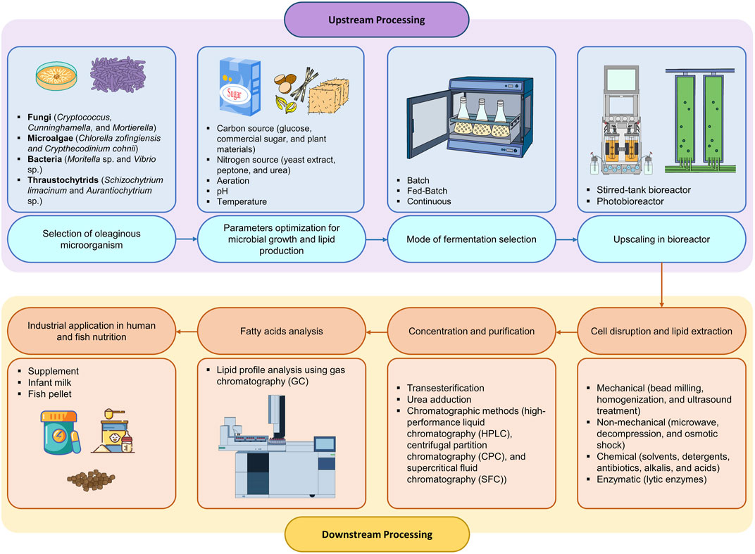 Frontiers | Upstream and downstream processing of essential fatty acids from microbial biomass