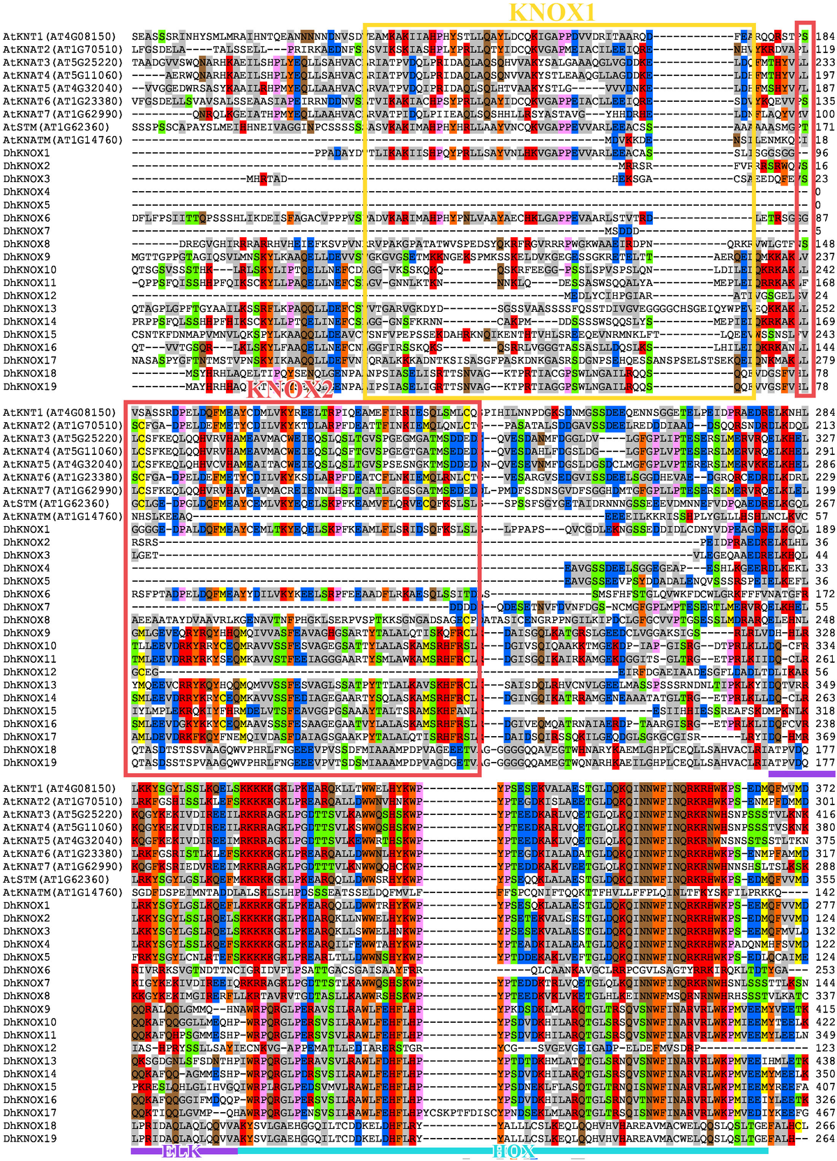Frontiers | Comparative analysis of KNOX genes and their expression ...