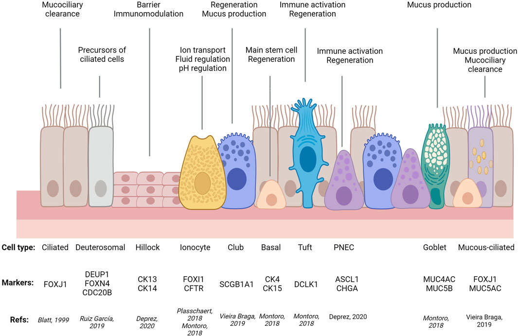 Frontiers | The epithelium takes the stage in asthma and inflammatory ...