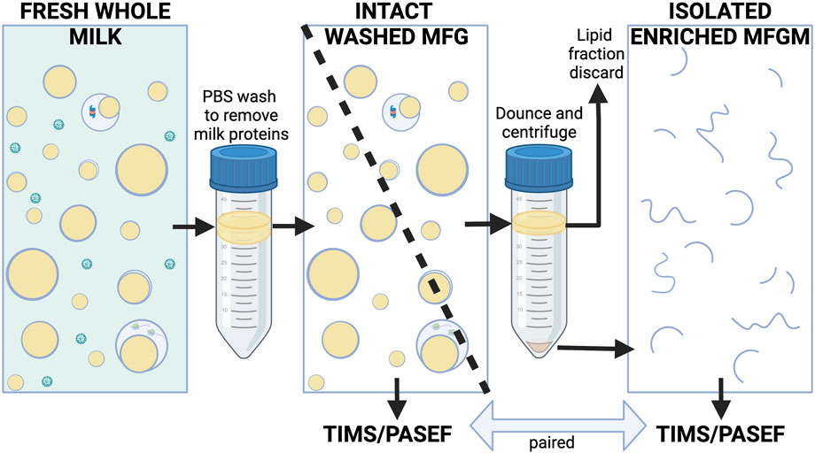 Frontiers | Comparative proteomic analysis of human milk fat globules ...