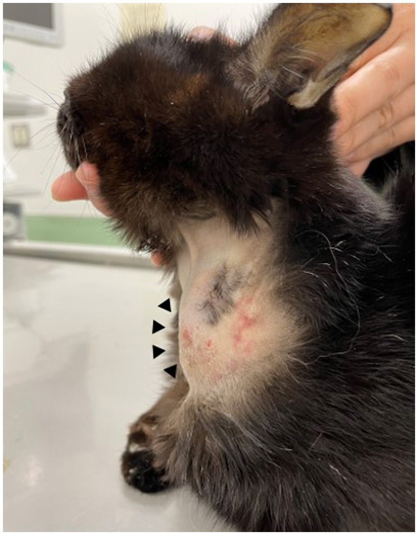 Frontiers | Case report: First isolation of Exophiala dermatitidis from ...